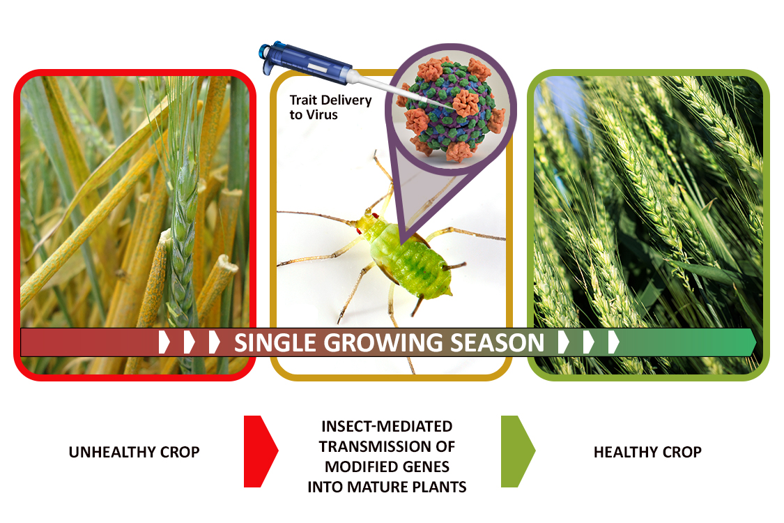 U.S. Creating Insect 'Bio-Weapons' to Cause Famines, According to ...